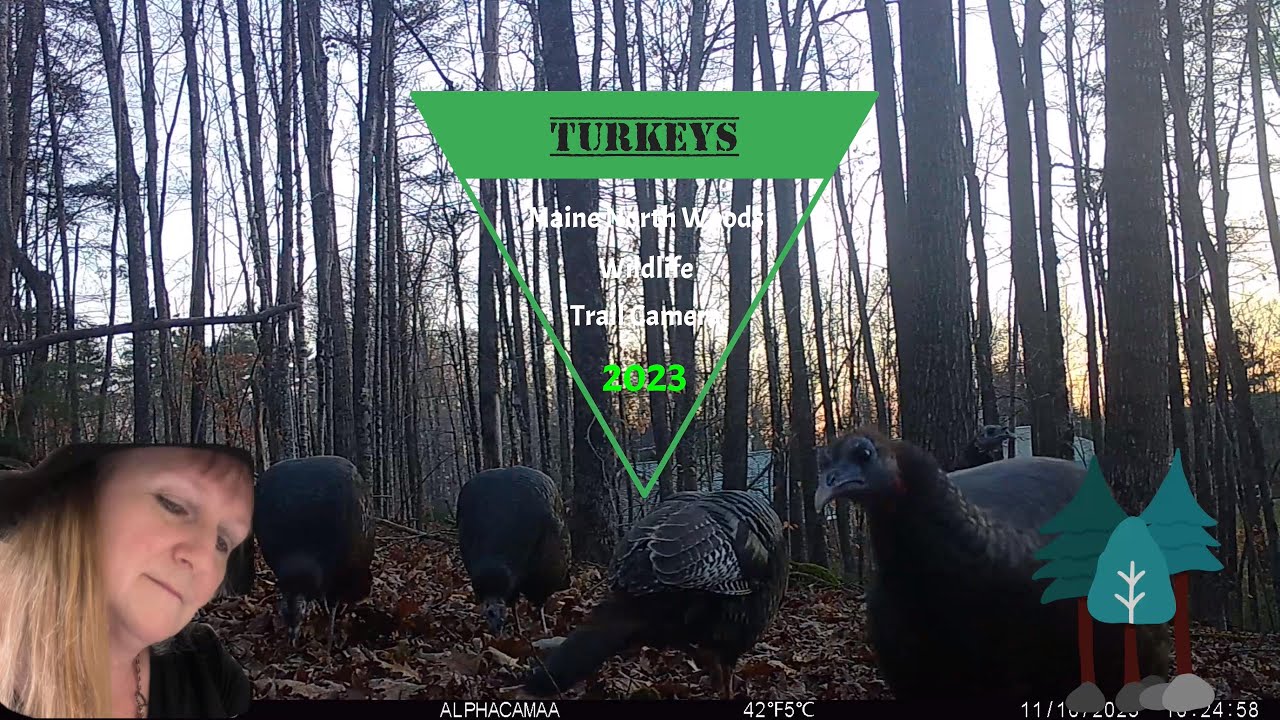 Maine North Woods Wildlife: Chortling Turkeys in the Woods - YouTube