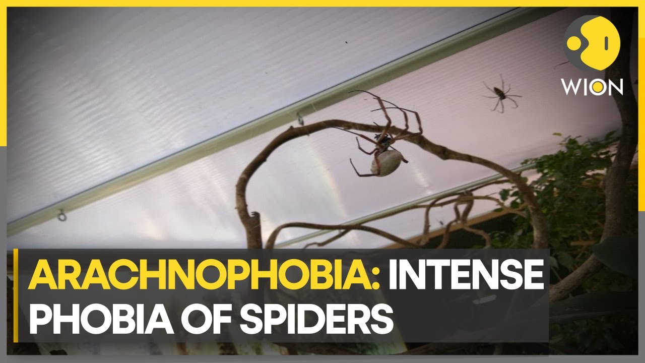 London zoo organises friendly spider programme | WION Climate Tracker ...