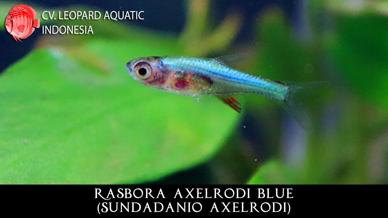 Sundadanio axelrodi BLUE. The stunning sapphire of Indonesia (Leopard ...