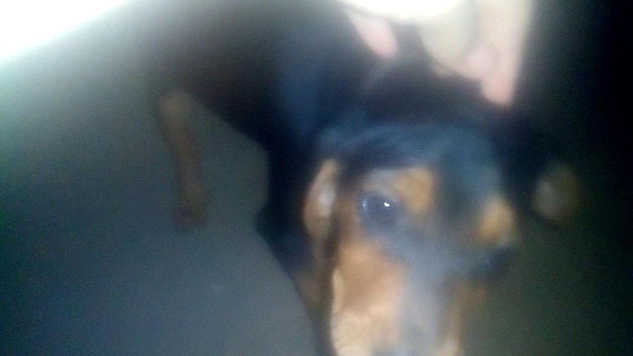 GTA 5 chop in real life!!!!! - YouTube