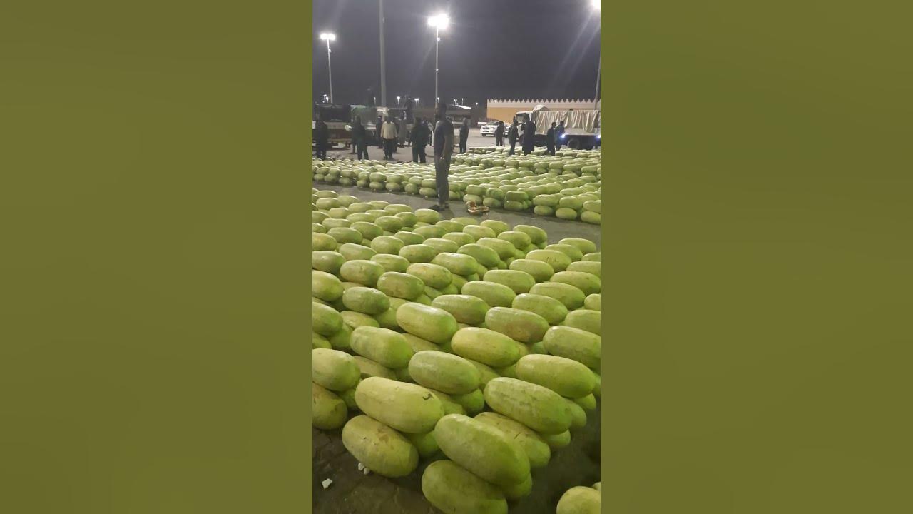 Watermelon reloading for sale hab hab sok Jamal Shah vlogs #watermelon #melone #fruits # ...