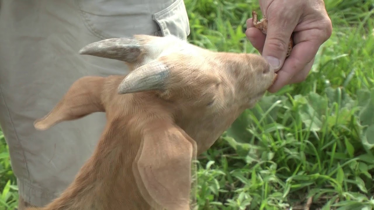 Missing Goat | Strayed or Stolen? - YouTube