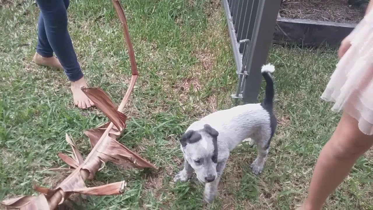 Dog vs hot water tank - YouTube