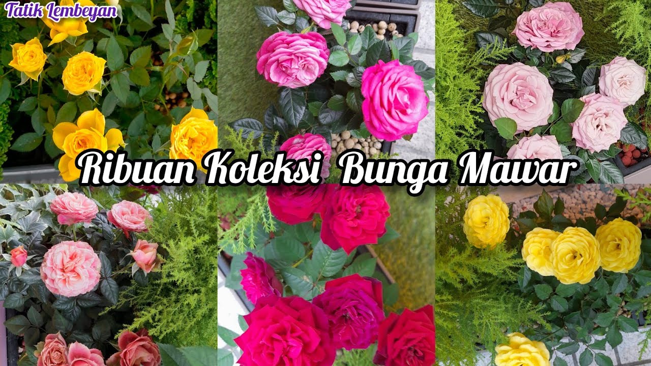 Jenis Jenis Bunga Mawar Aneka Warna | Rose Flower@tatiklembeyan1542 ...