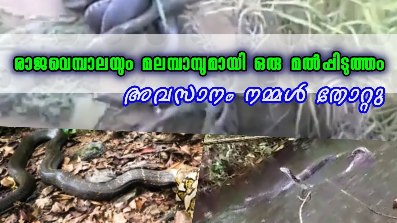 King Cobra VS python Real Fight | Snake Attack Snake | Most Amazing Attack Of Animals |kerala ...