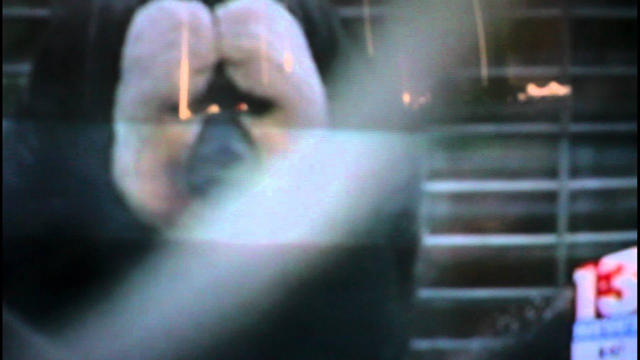 Monkey jacking off on the news - YouTube