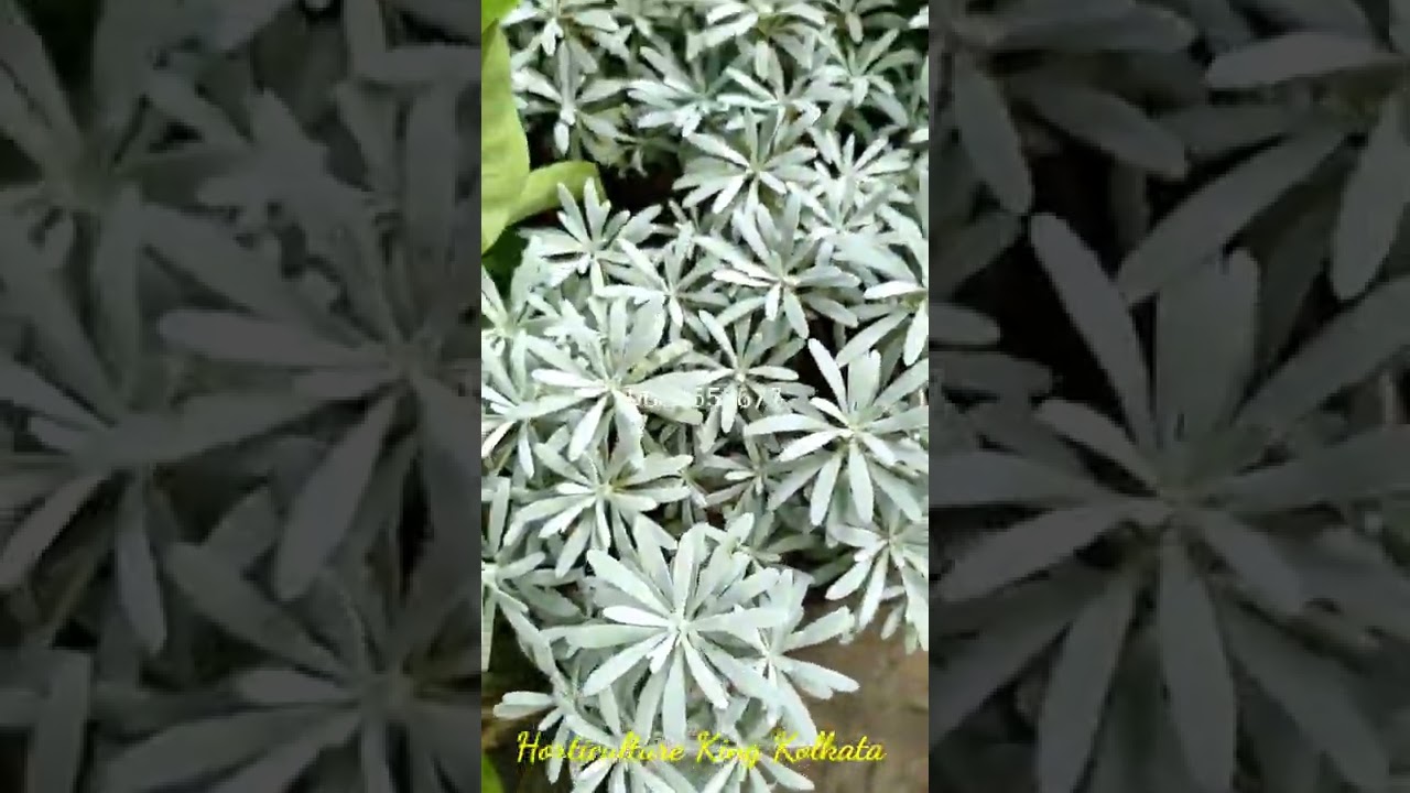 Live Plant Packing Video | Wholesale and Retail Plant | @Horticulture ...