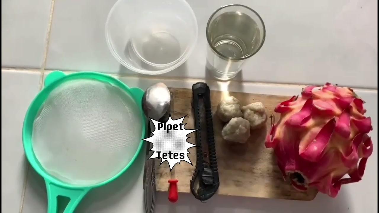 Praktikum Biokimia- Uji Formalin pada Bakso Menggunakan Kulit Buah Naga - YouTube
