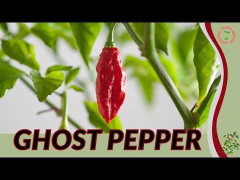How To Take Care Of A Ghost Pepper Plant
