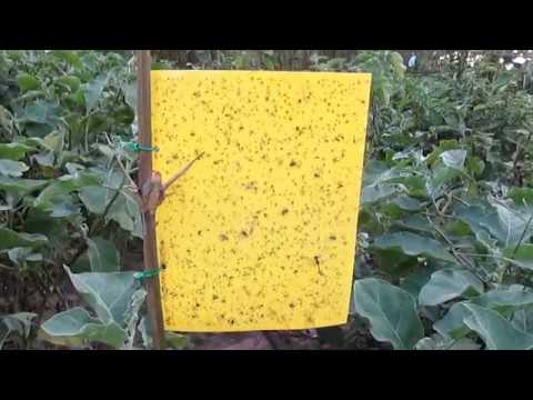 Amazing pp yellow sticky trap and blue sticky trap in eggplant farm ...