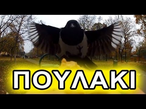 Funny birds loves camera! - YouTube