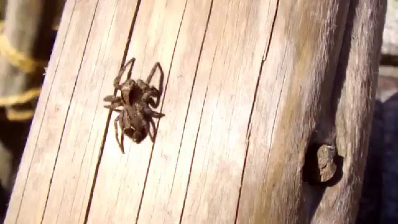 Plexippoides Jumping Spider Prowling around マダラスジハエトリ幼体（蜘蛛）と雪囲い - YouTube
