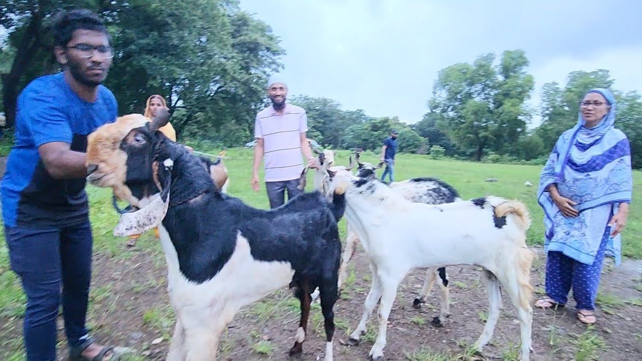 Maa Ne Bacho Ki Tarah Pale Kota Ke Bakre | Al Shifa Goat Farm Taloja ...