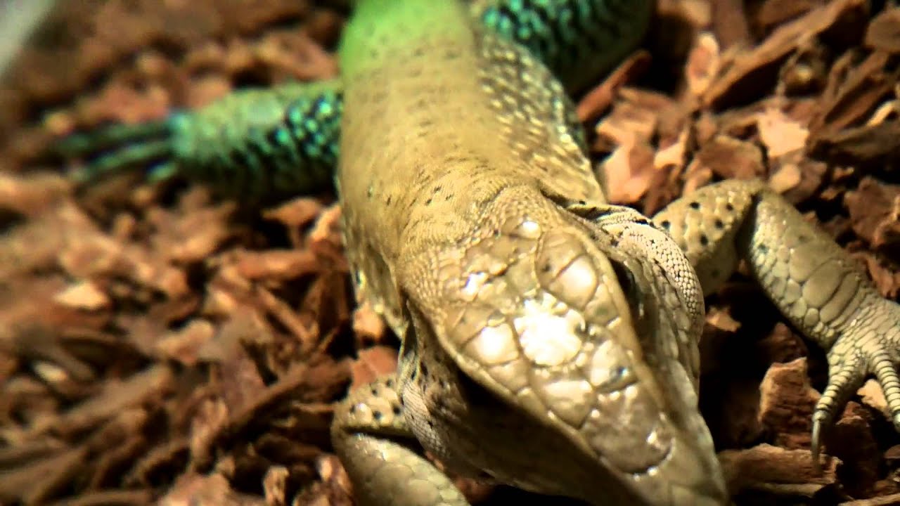 Green Ameiva Lizard HD - YouTube