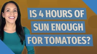 Is 4 hours of sun enough for tomatoes?