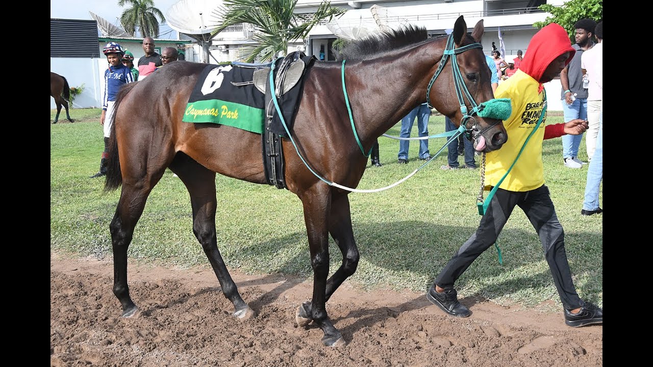 JAMAICA RACING: Uncle Syl At 12-1 In Feb 14, 2024, 4th - YouTube