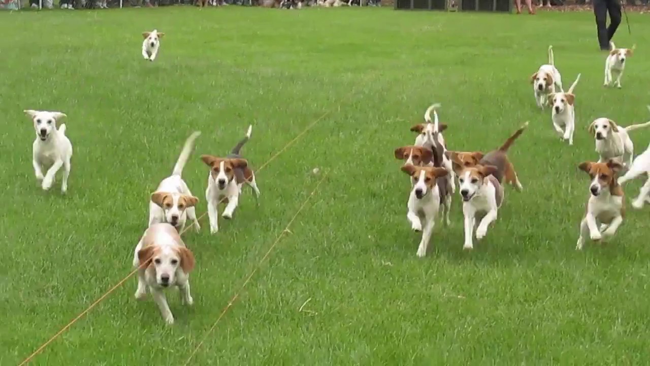 Terrier Racing - YouTube