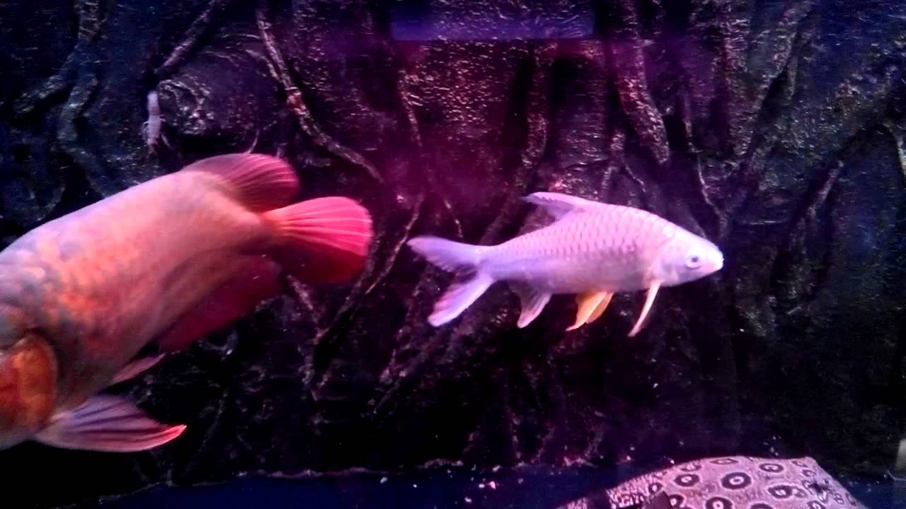 Yellow fin barb... - YouTube