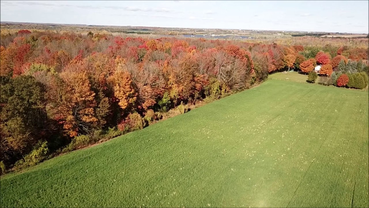 Fall Leaves 2019 - YouTube