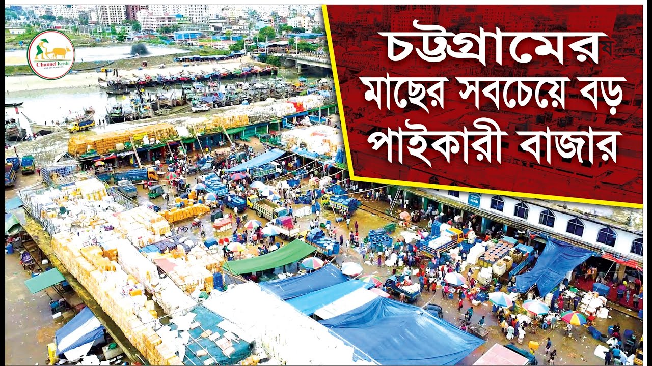 Firingi Bazar | ফিরিঙ্গি বাজার | ফিশারী ঘাট । Fishery Ghat । মাছের আর ...