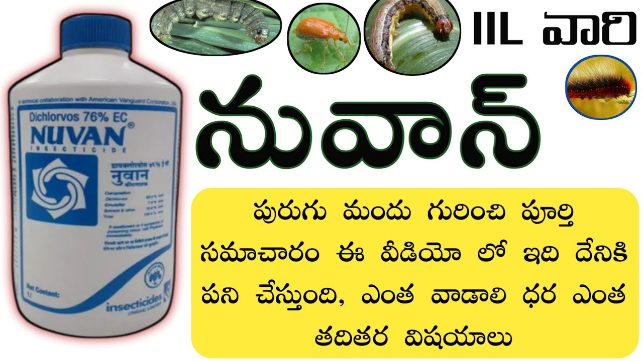 Nuvan insecticide use telugu | nuvana insecticide use cotton | Nuvan ...