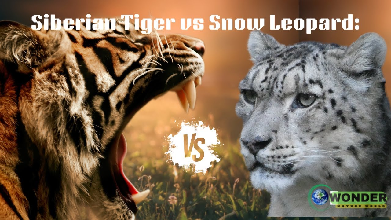 Siberian Tiger vs Snow Leopard: A Detailed Comparison. - YouTube