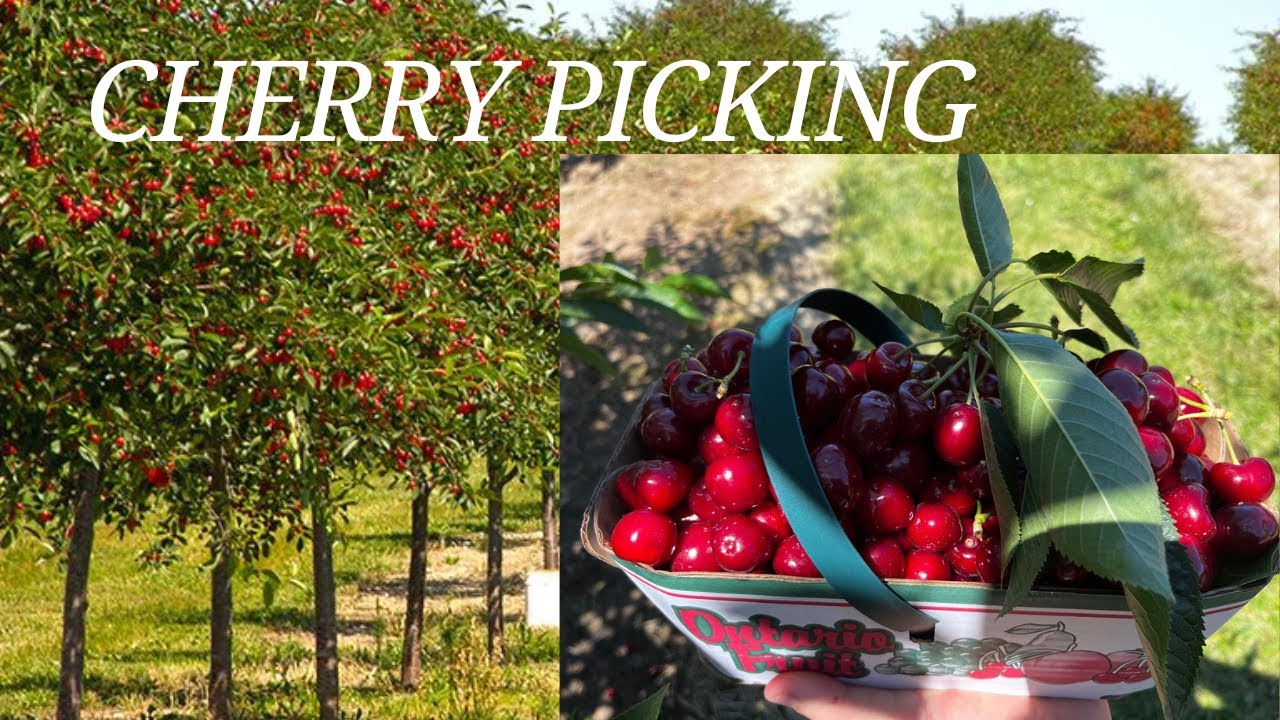 Cherry Picking in Canada |Summer 2024| Cherry Farm tour - YouTube