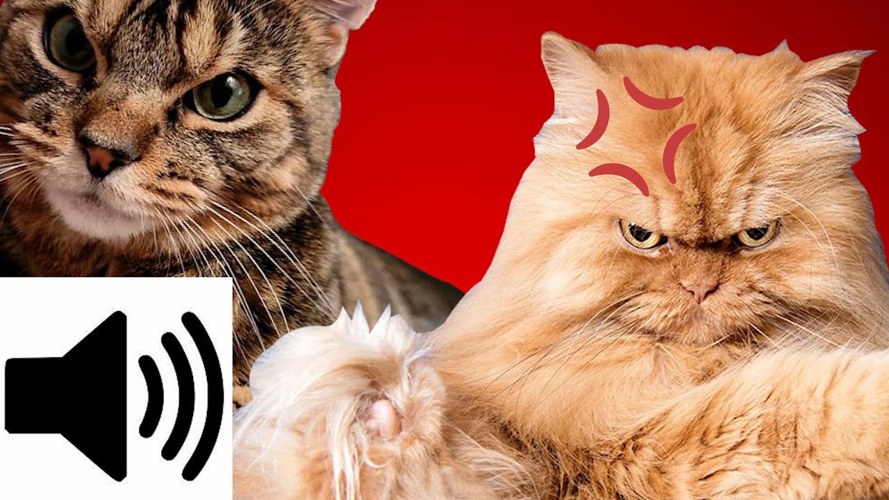 ANGRY CAT SOUND - YouTube