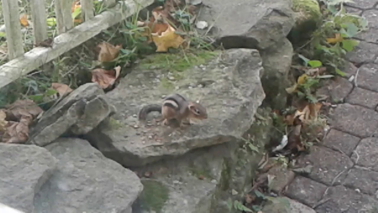 Chipmunk Chirps - YouTube