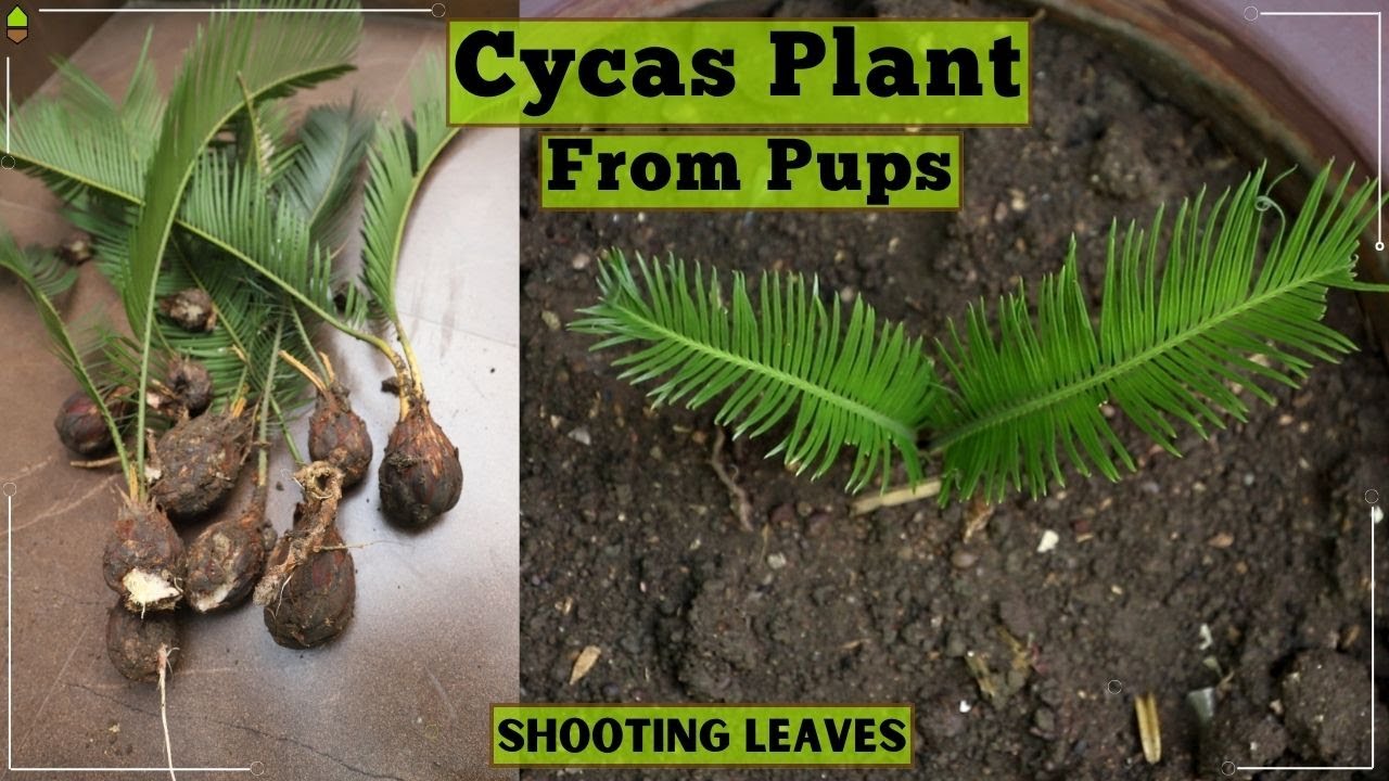 Cycas Plant from Pups || Baby Cycas Plant || Cycas Shooting leaves ...