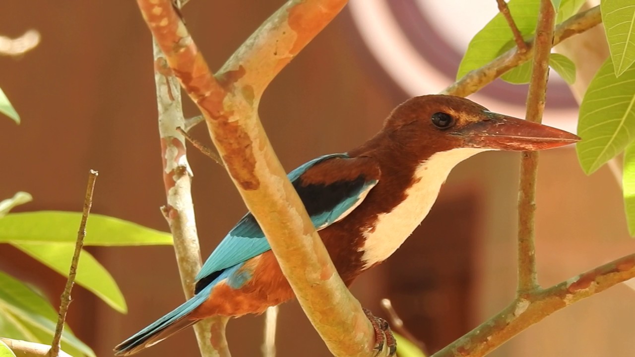 Birds in their natural habitat-blue kingfisher - YouTube