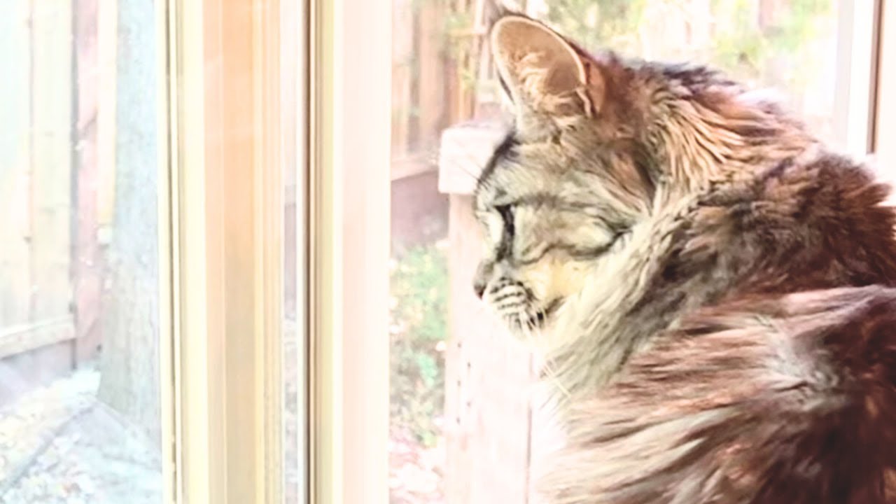This Maine Coon cat watches Live Squirrel TV - YouTube