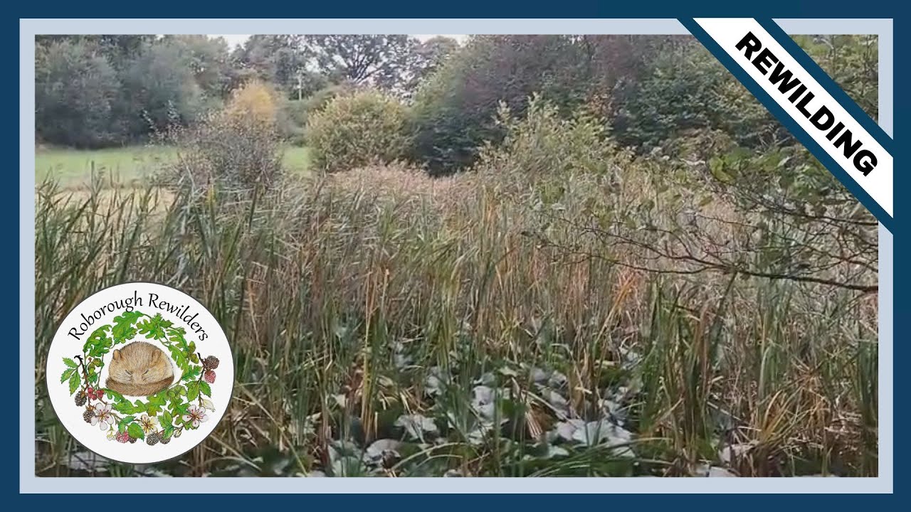 The Silting up of 'PERMANENT' Ponds - YouTube