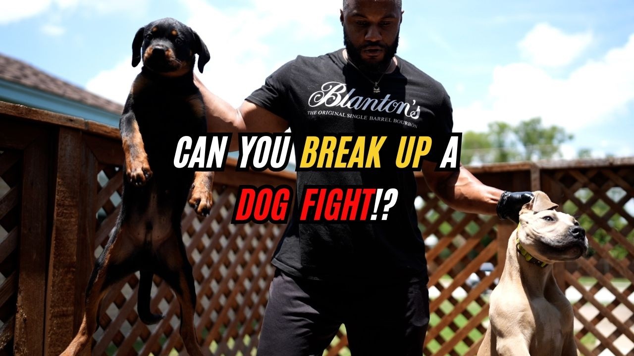 Can You BREAK UP a DOG FIGHT!?!?!? - YouTube