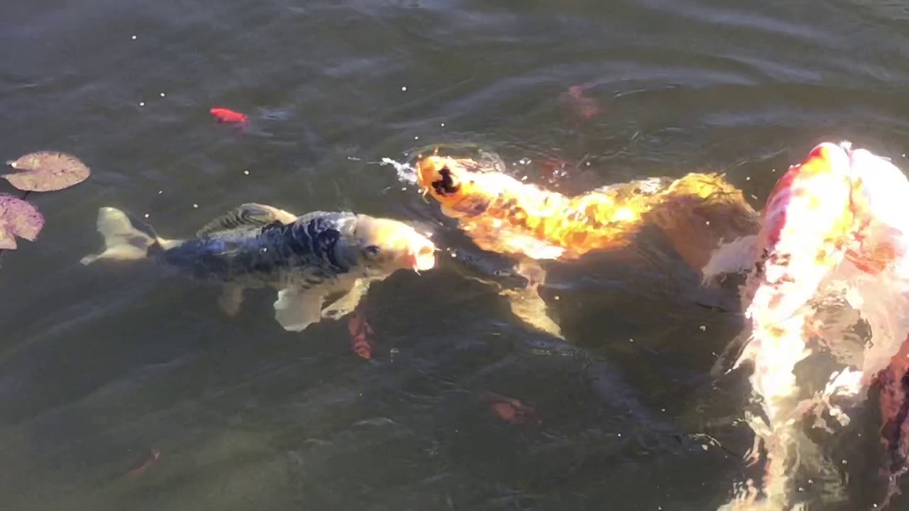 Virtual Field Trip to the pond - YouTube