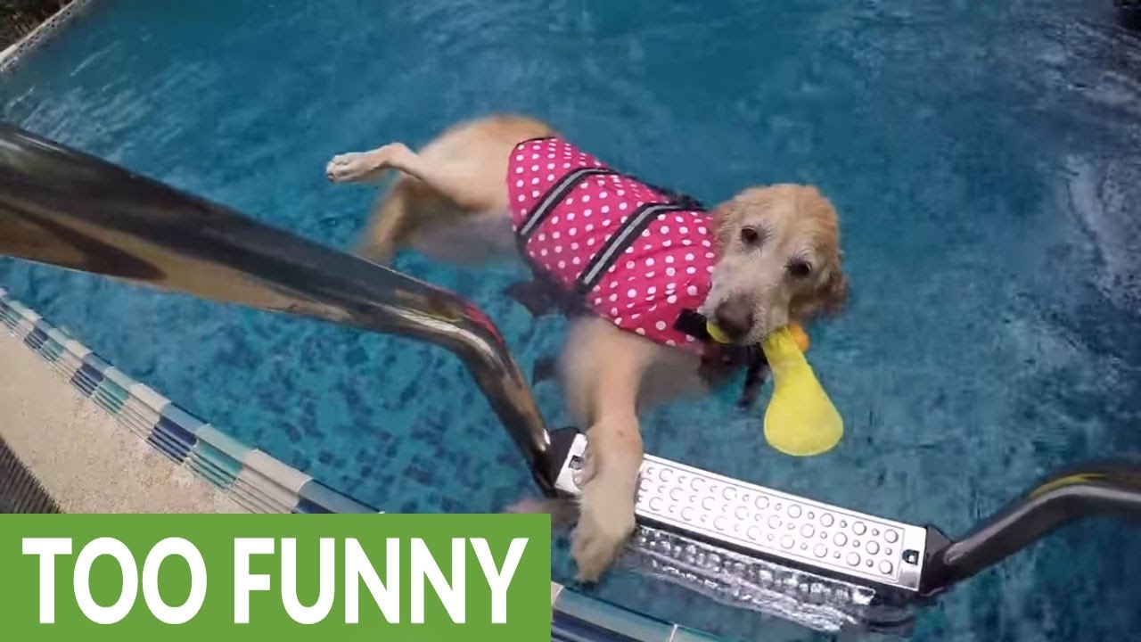 Golden Retriever decides to float instead of swim - YouTube