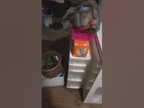 Introducing catnip plants to my kitties - YouTube
