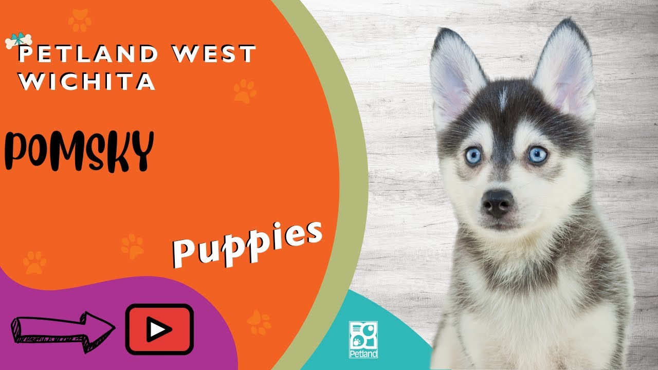 Pomsky Fun Facts - YouTube
