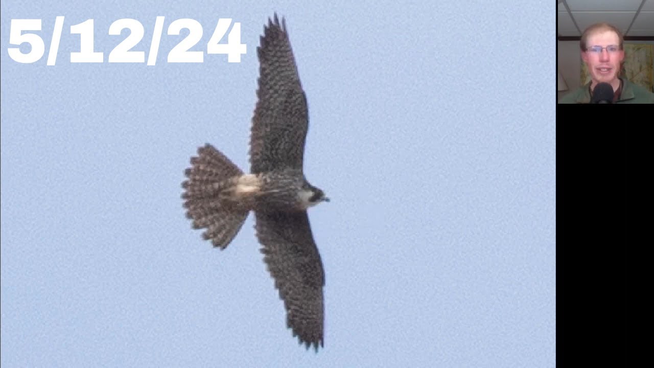 [73] Two Peregrine Falcons, 200 Brant at the Braddock Bay Hawk Watch, 5 ...