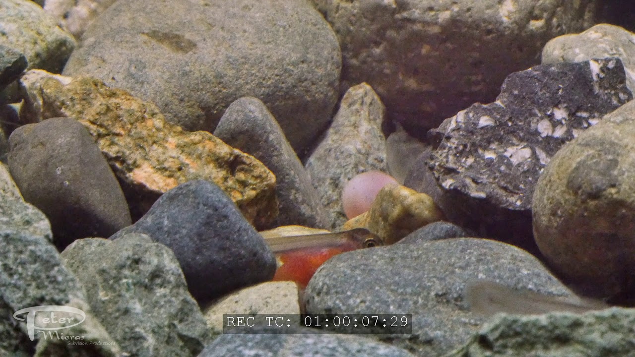 Coho alevin in gravel 4K stock footage - YouTube