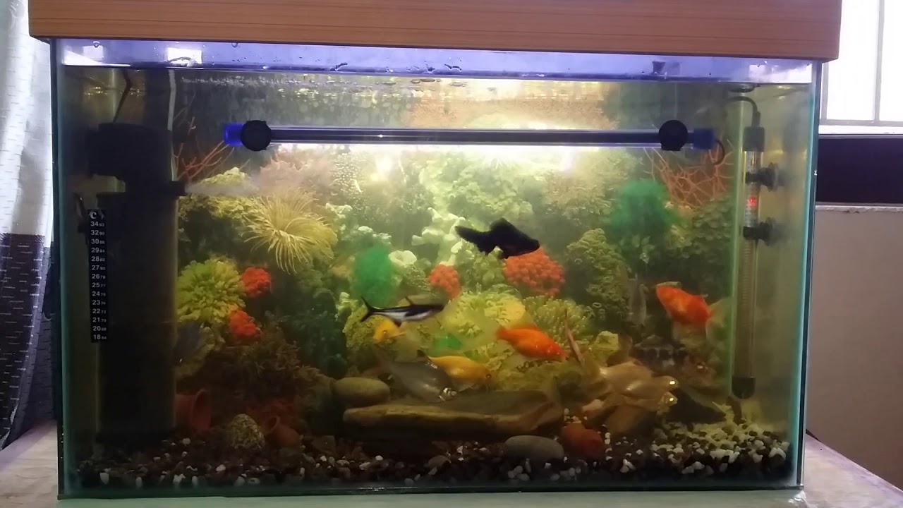 Aquarium Setup with Non Aggressive & Semi Aggressive Fish - YouTube