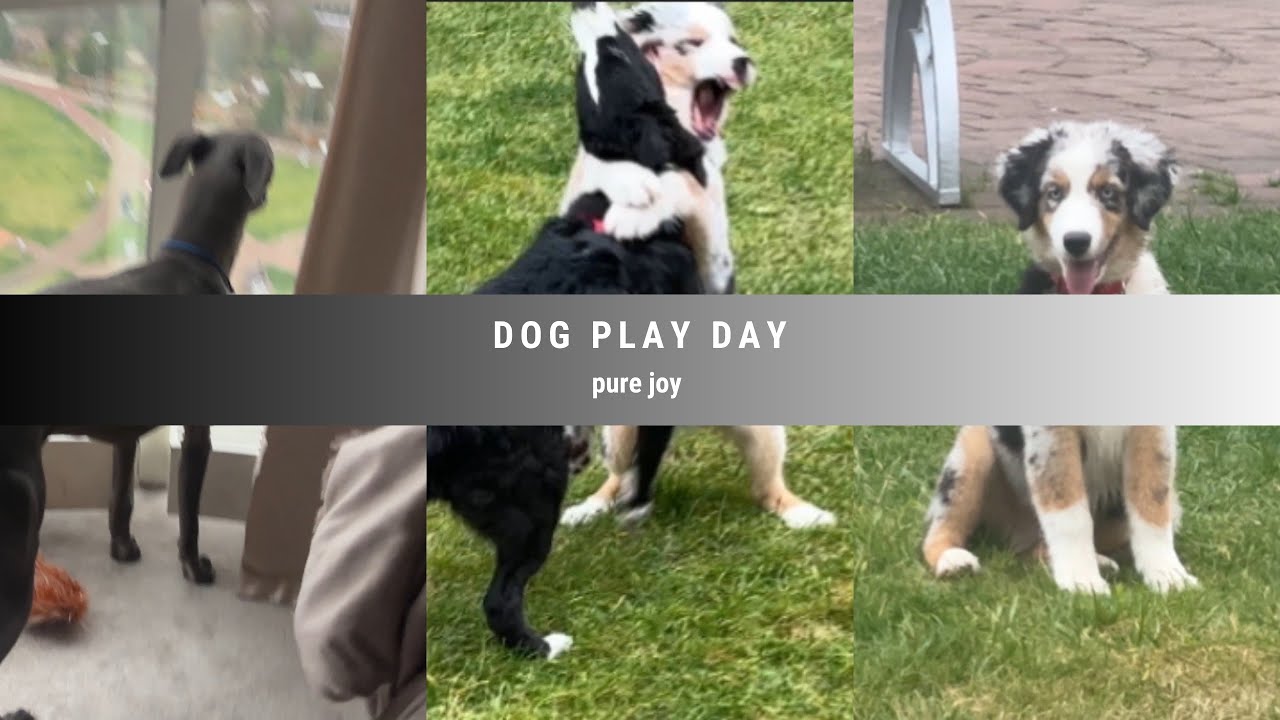 😍PURE PUPPY JOY | HAPPY MOMENT 🥰CUTE - YouTube