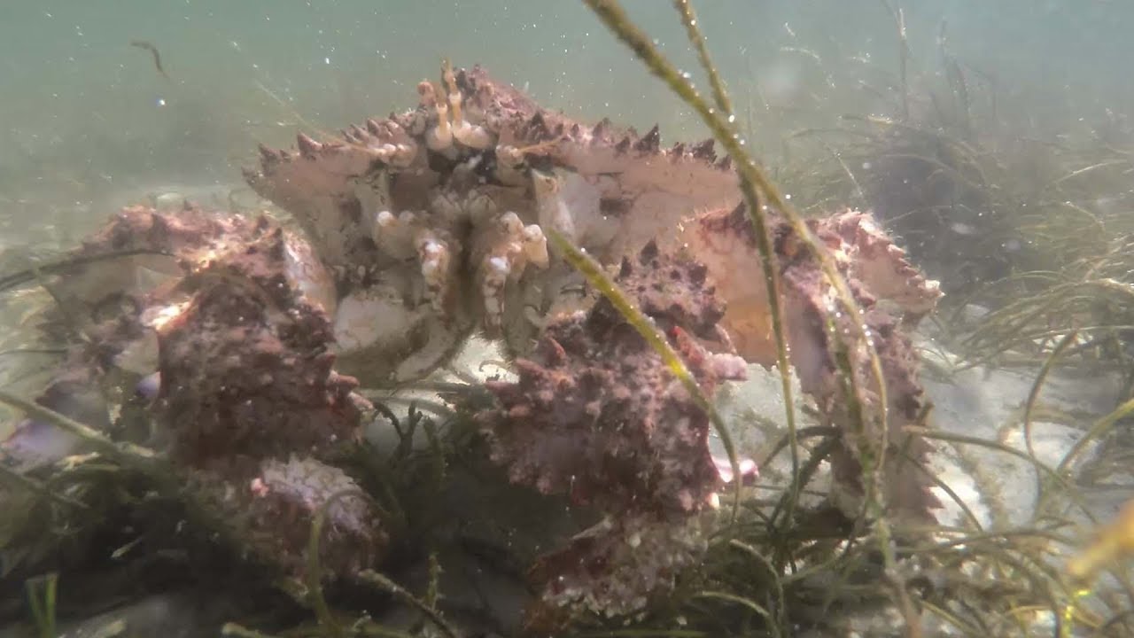 Never Before Seen Rare Crab Discovery - YouTube