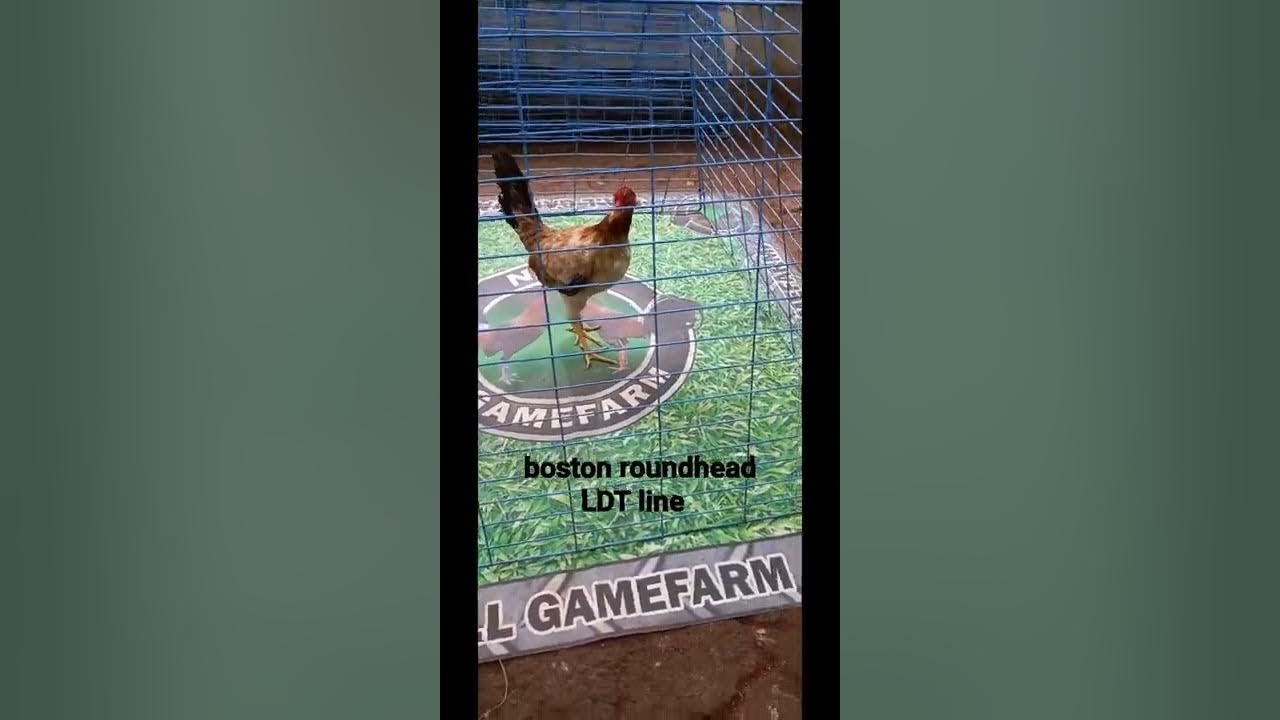 LANCELOT DELA TORRE LINES. AEJ GF. RED GAMEFARM.Selected breeding materials for EARLY BIRD ...