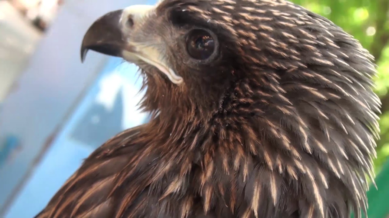 Feeding Black kite meat and water - YouTube