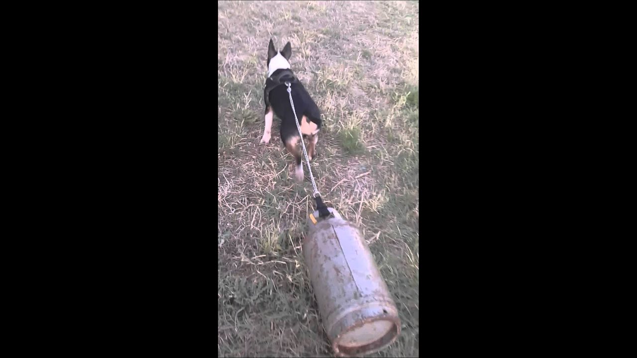 Ty bull terrier training PUMP - YouTube