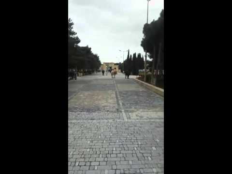 Ineklerin park gezintisi:)