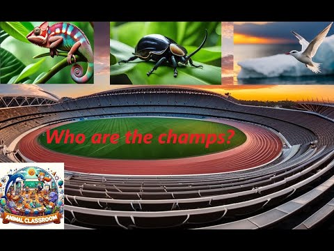Animal Olympics: Unleashing the Champions of the wild - YouTube