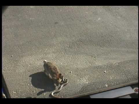 Rabbit Biting Snake - YouTube