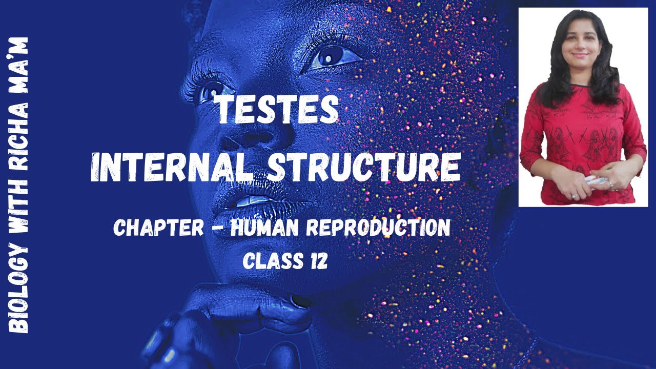 Human Reproduction part 3 internal structure of Testes class xii ...